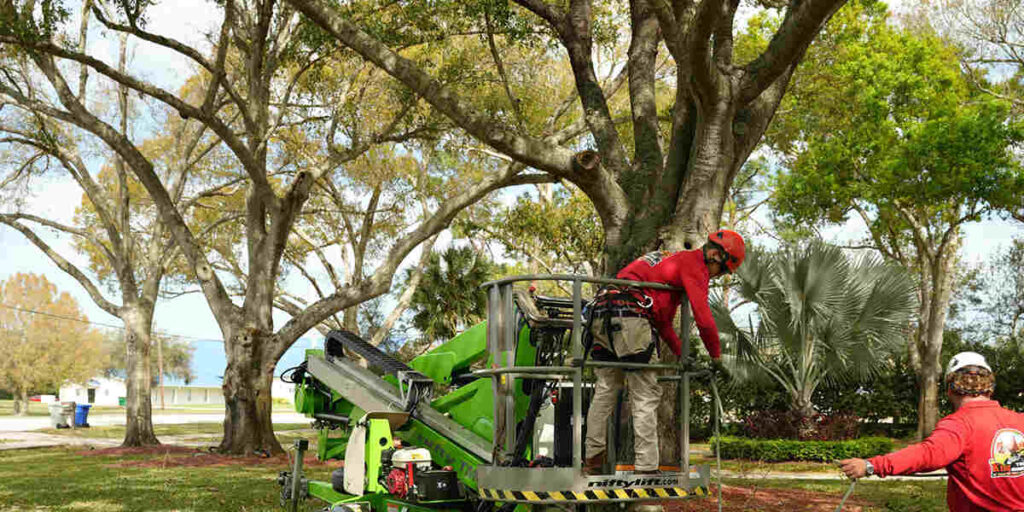 How Much Is It to Remove a Large Tree in Vero Beach, FL?