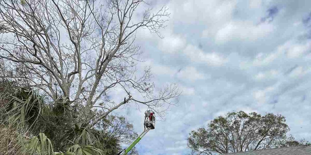 What Causes a Tree to Die? | Homeowner’s Guide to Tree Death